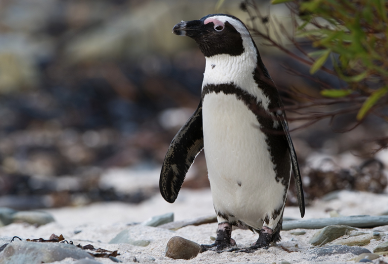 Penguin exhibit opens at Ripley’s Aquarium at Broadway at the Beach ...